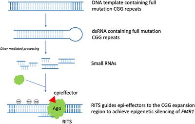 Frontiers | Non-coding RNA in Fragile X Syndrome and Converging Mechanisms Shared by Related ...